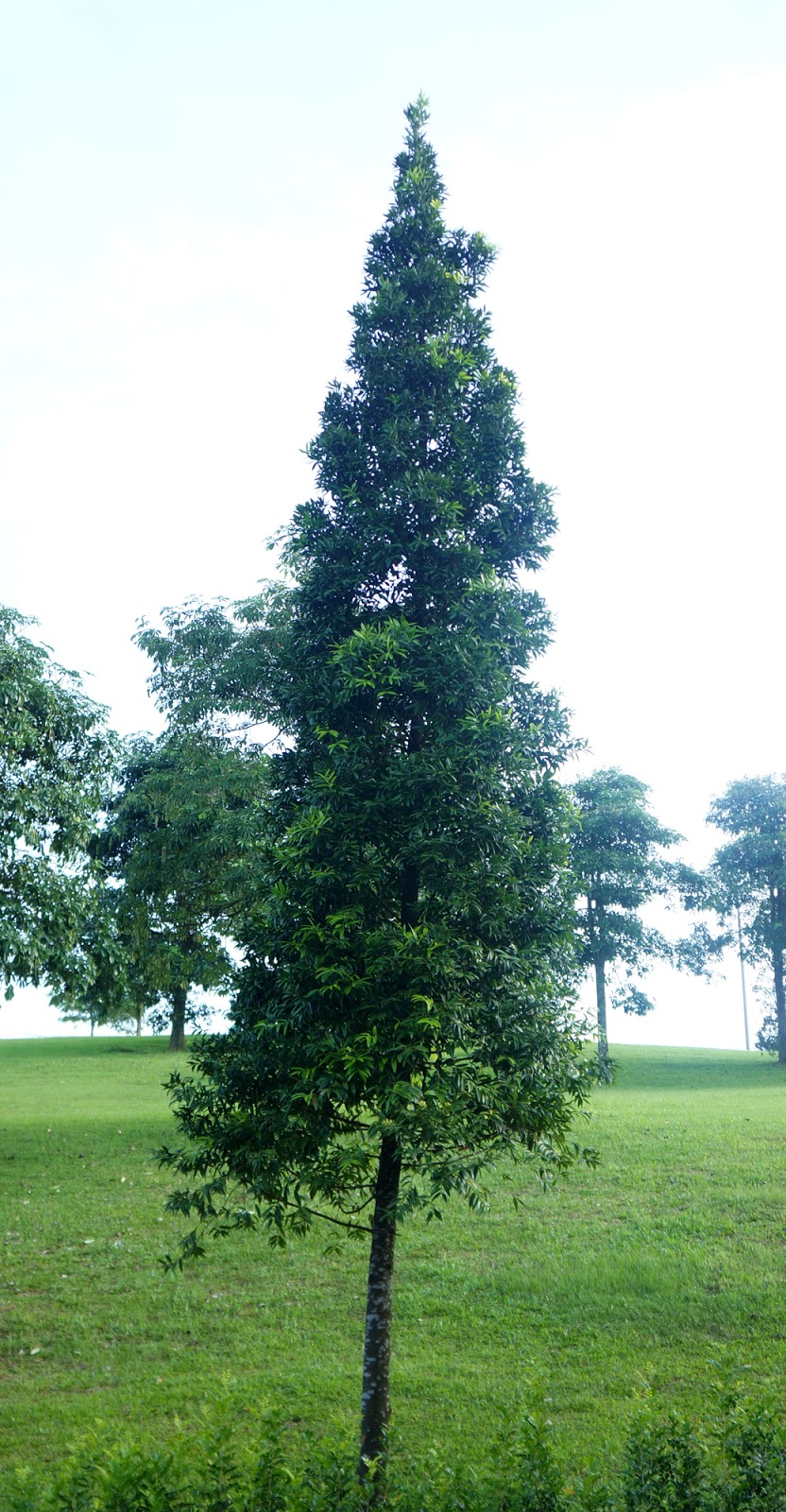 Riverine Parks: Agathis borneensis