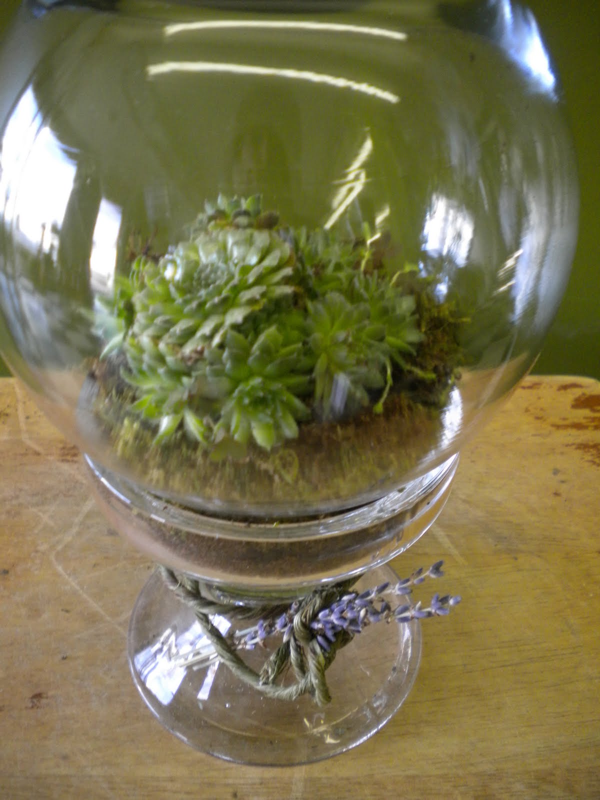 Flowers By Semia: Terrariums