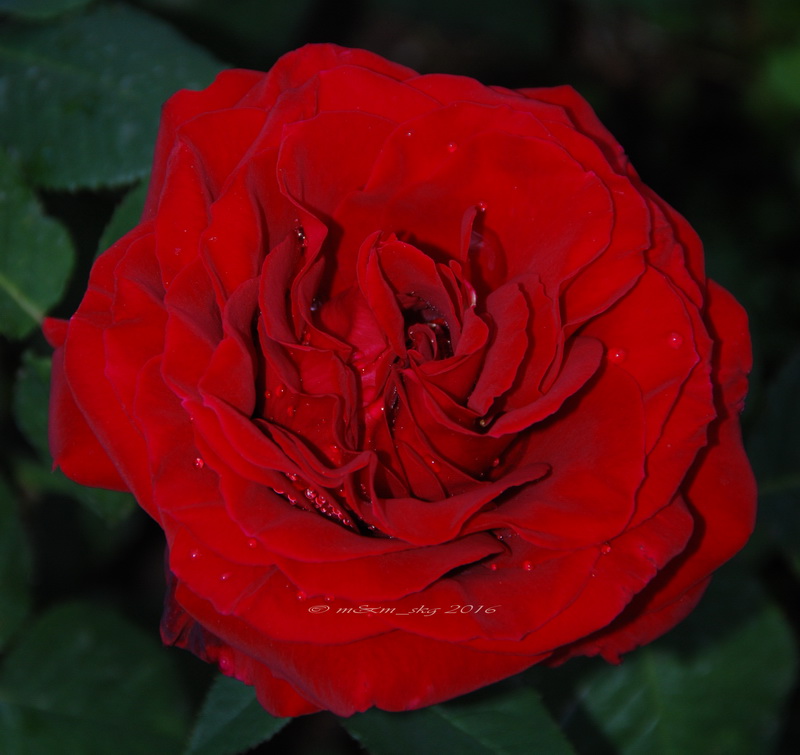 m&m_skg: ΚΟΚΚΙΝΟ ΤΡΙΑΝΤΑΦΥΛΛΟ // ROSA ROSSA