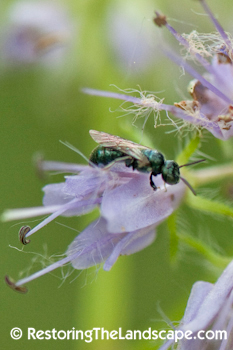 Restoring The Landscape With Native Plants: Native Bee Spotlight: Small ...