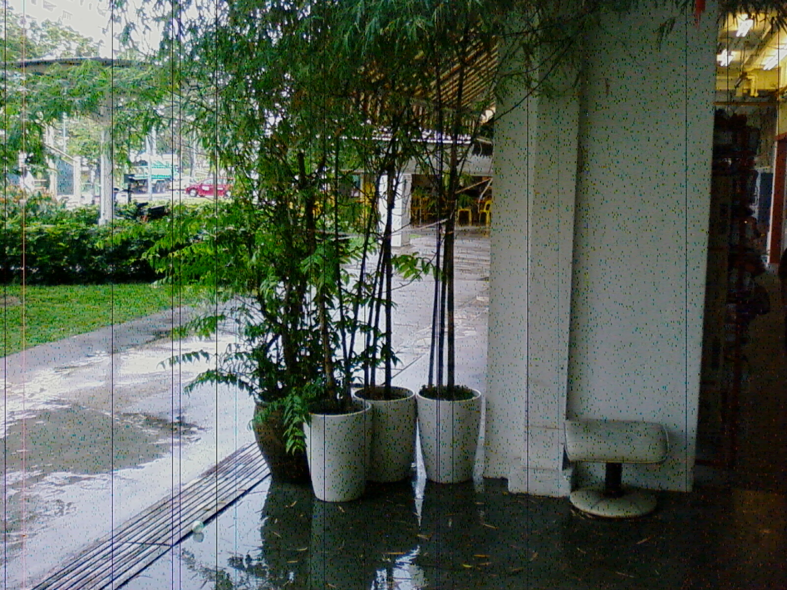 Pretty Gardens: Growing Bamboo In Containers