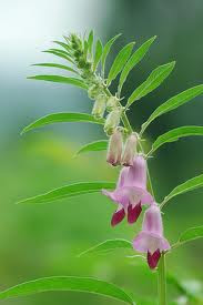 PLANTAS MEDICINALES A TU SALUD: AJONJOLI