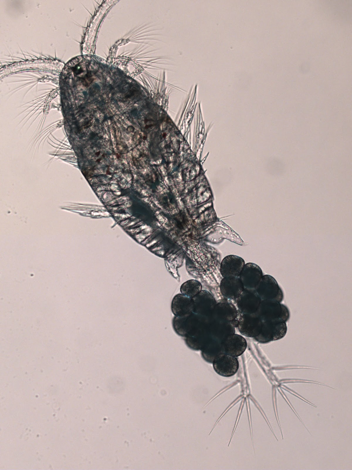 Invertebrate Embryology: Brooding copepods