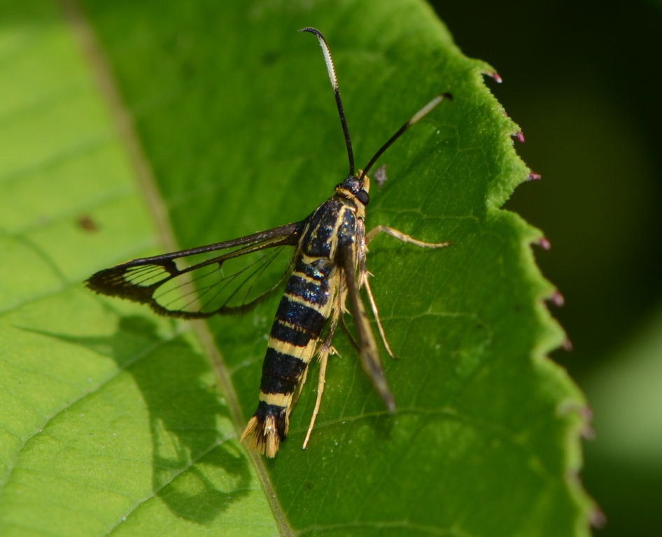 Ohio Birds and Biodiversity: King of the wasps