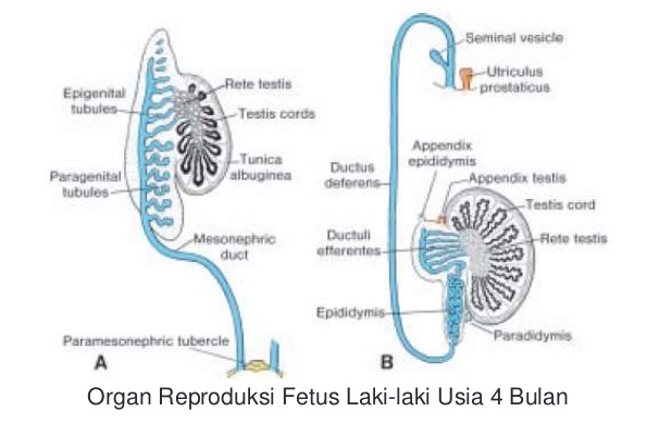 EMBRIOLOGI: PEMBENTUKAN ORGAN EMBRIO