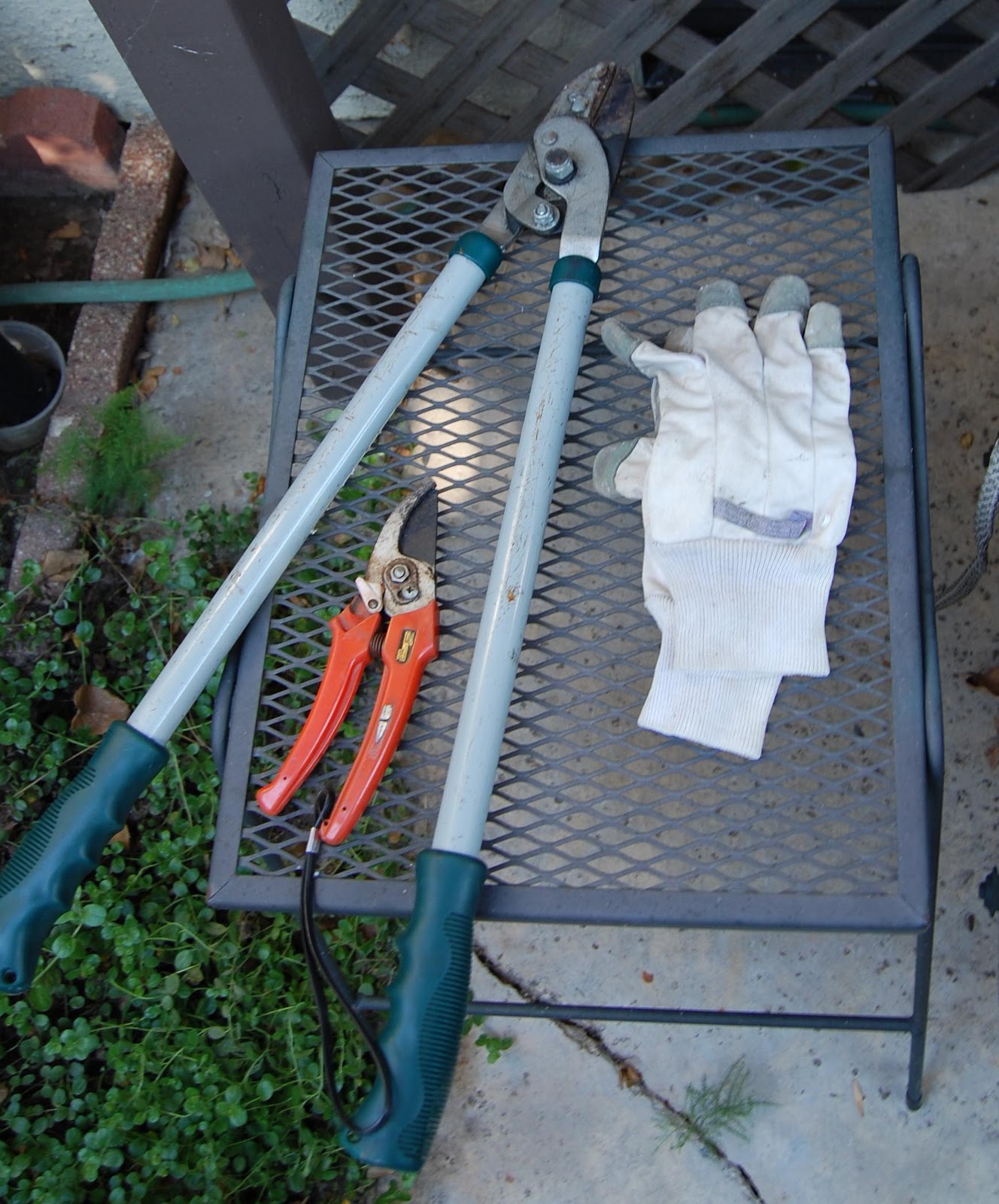 Living Within and Without.com: How to Care for Roses: Annual Pruning ...