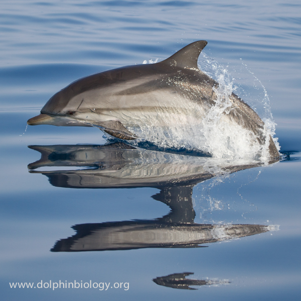 Dolphin Biology and Conservation: Striped dolphin
