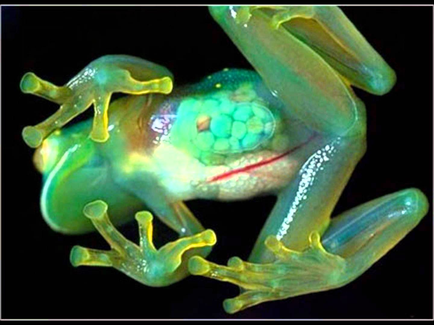 Reproducción en Ranas Cristal: Reproducción de las Ranas de Cristal