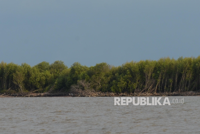 24 Spesies Bakau Perkaya Wisata Alam di Dumai | MangroveBlog