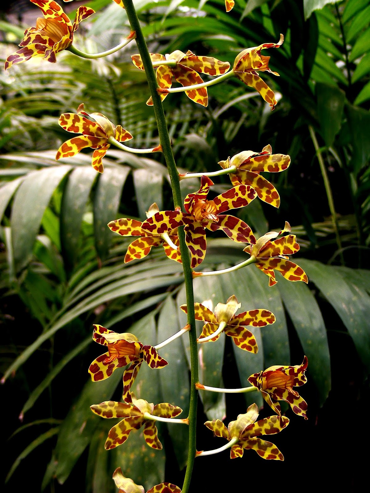 How to tell Grammatophyllum multiflorum and G. scriptum apart