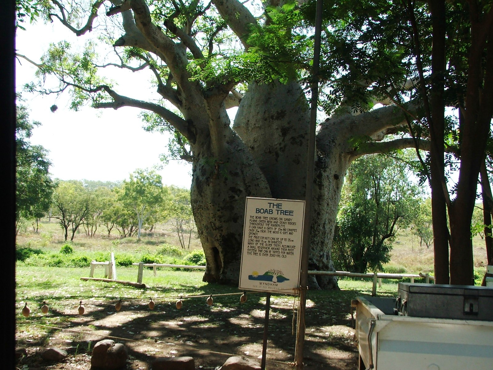 Postie and Sue: Boab Trees
