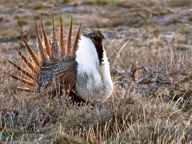 Eric Valentine's Praise Photography Blog: Sage Grouse and the French ...