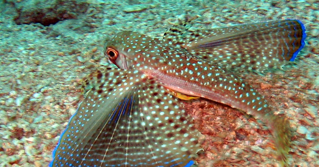 MyPhotoPics: Dactylopterus volitans