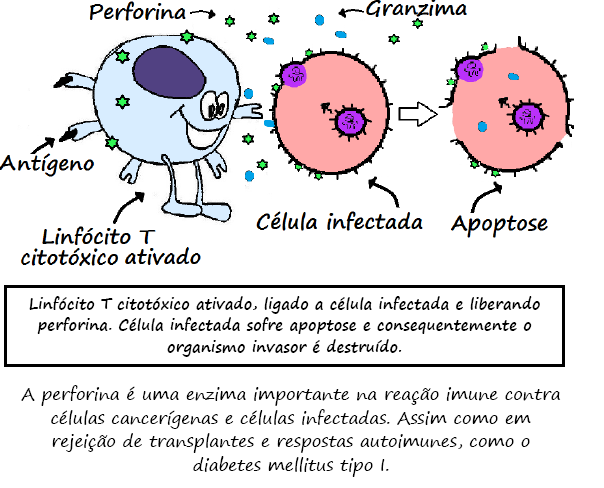 Biomedicina Nordestina: SISTEMA IMUNOLÓGICO - Resumo