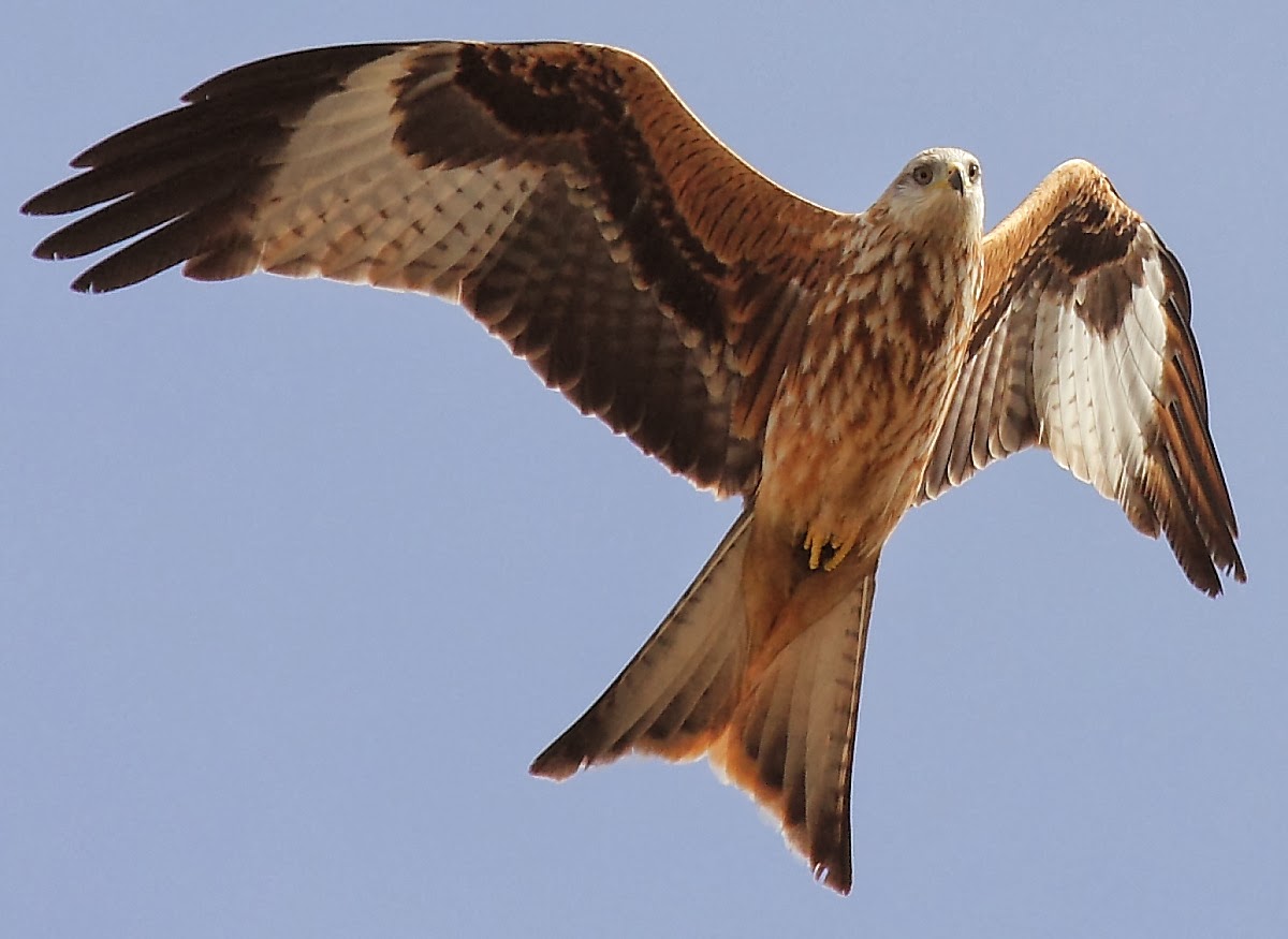 El milano real | Águilas del mundo