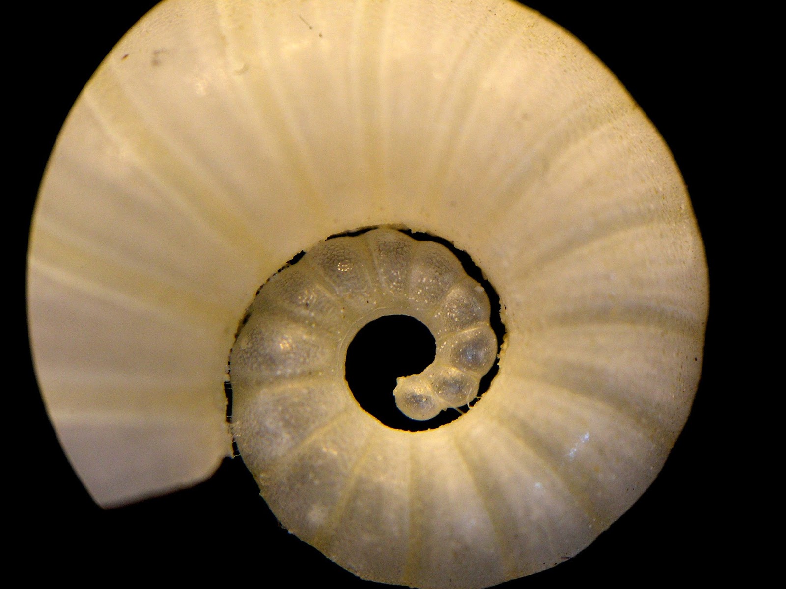 CUADERNO DE CAMPO del Treparriscos: Espirúlidos en la isla de El Hierro.