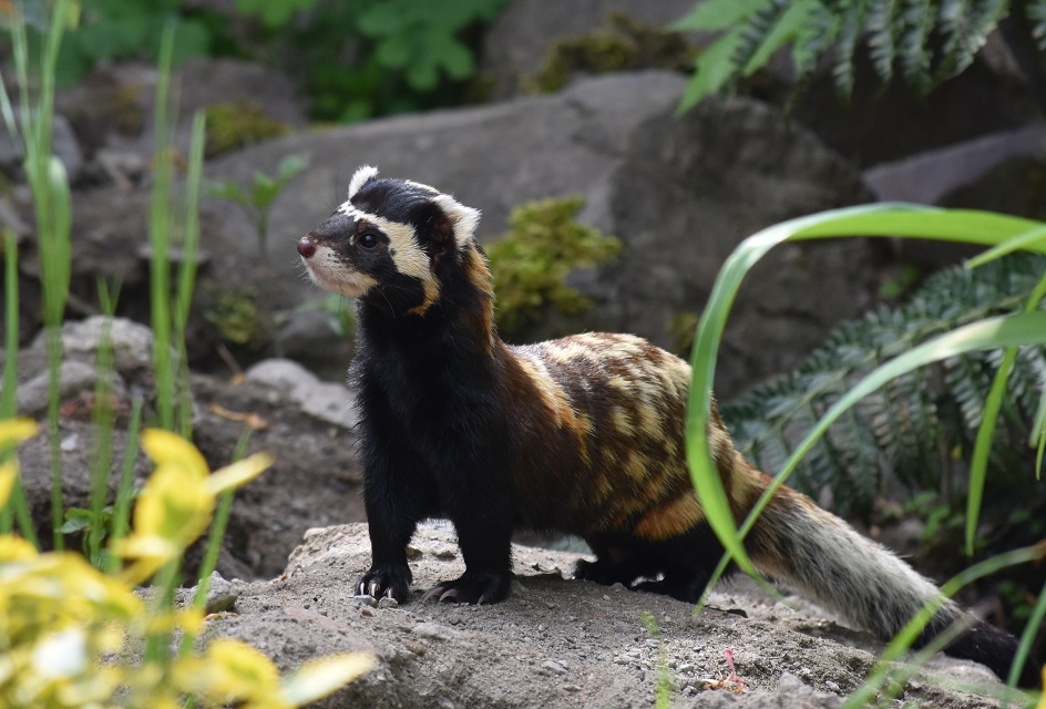 ZOOTOGRAFIANDO (6.100 ANIMALS): TURÓN BÚLGARO / MARBLED POLECAT ...