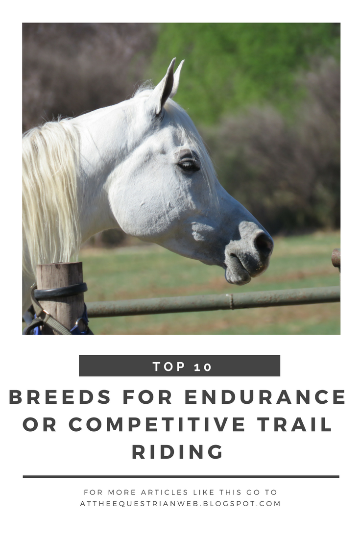 Top 10 breeds for endurance or competitive trail riding