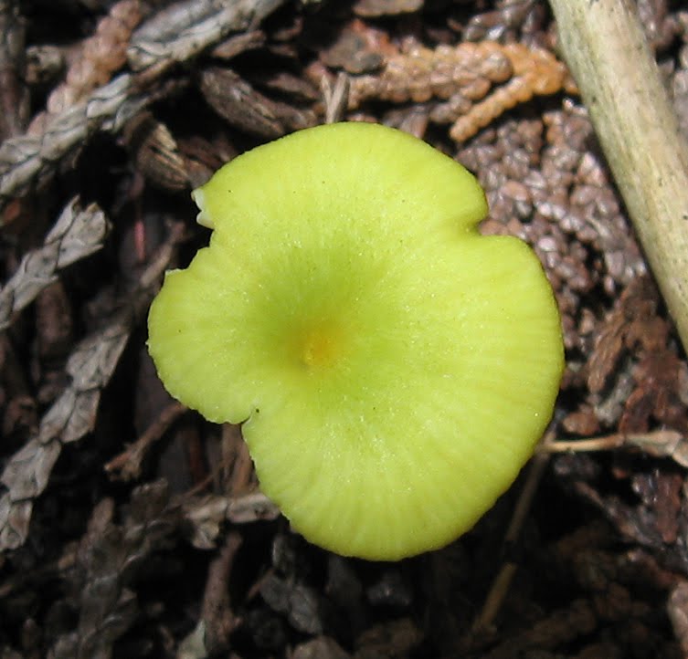 Tangled Web: The Forest Floor Fungi at the Frink Center
