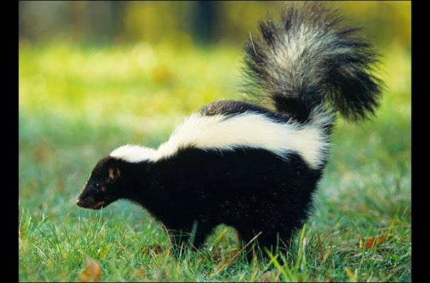 Hayvanlar Alemi 5 | BilimCELL