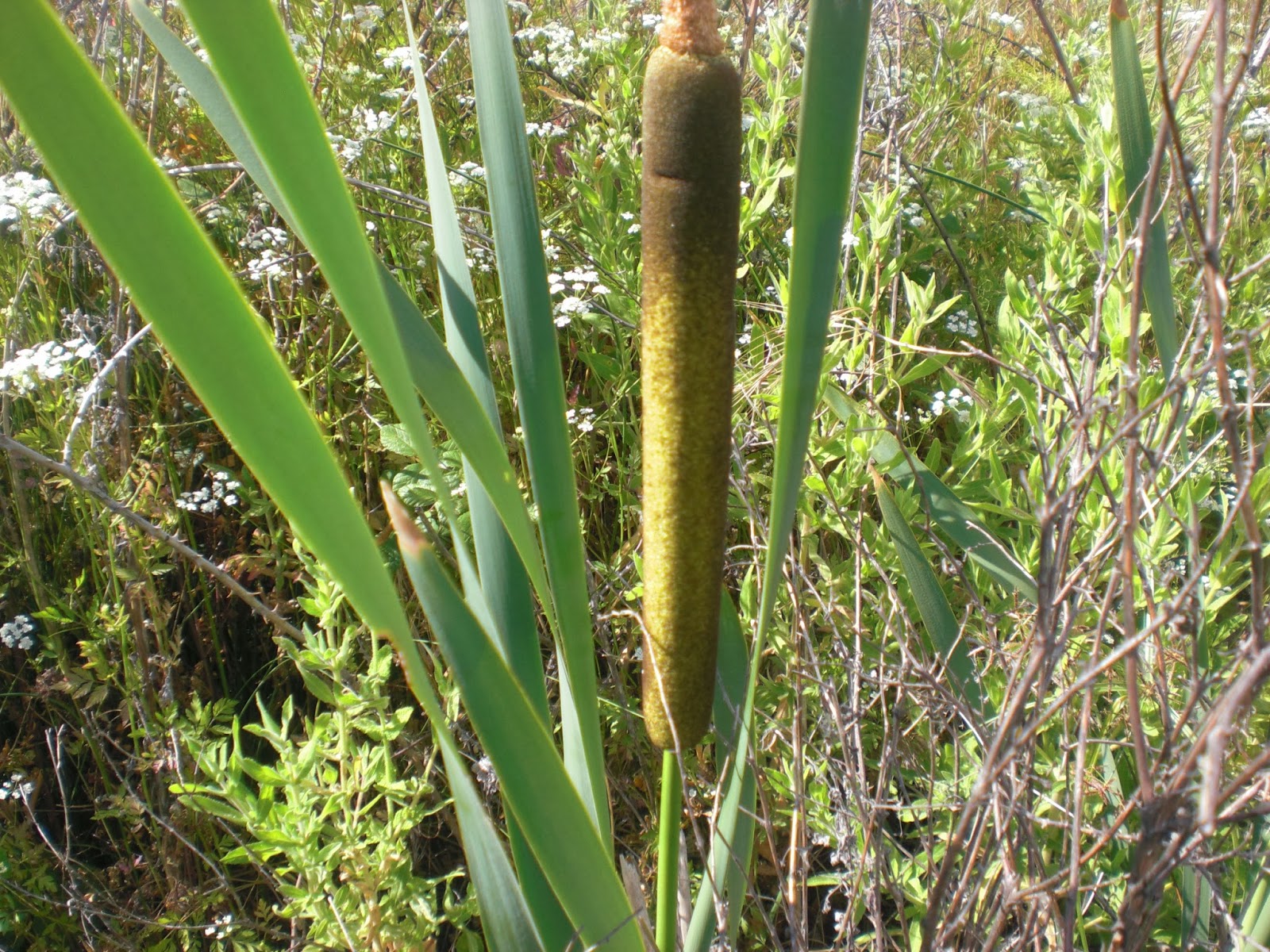 Perfumes y luces de Extremadura: Enea, Typha latifolia.