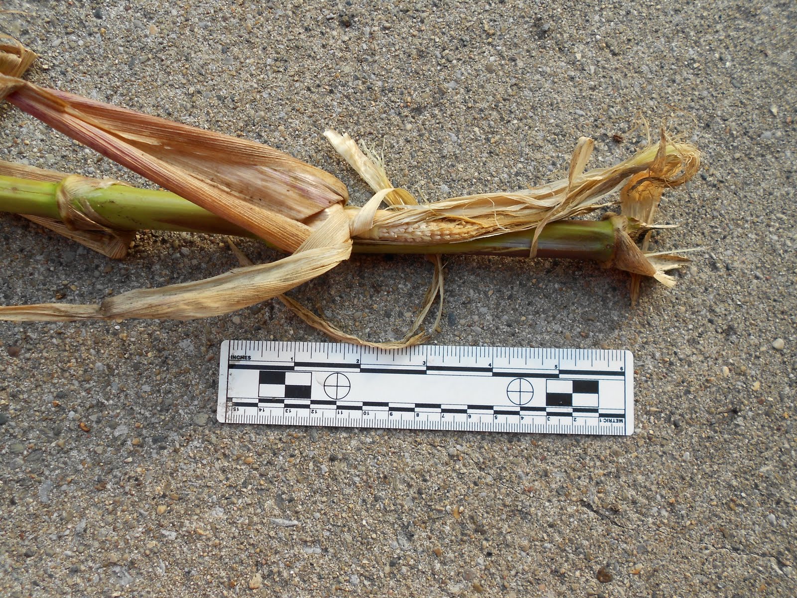 The Perennial Agriculturalist: Zea mays root system
