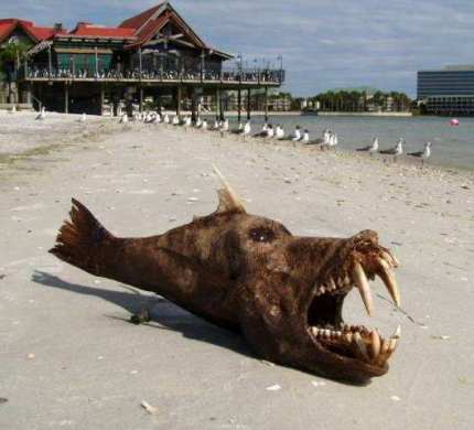 "PARA TUDO": Monstro marinho ou peixe do diabo