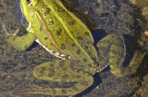 Cercetează: Broastele