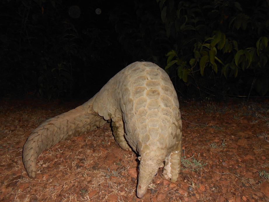 Wilderness Tales from Odisha: Flourishing Poaching and Trafficking of ...