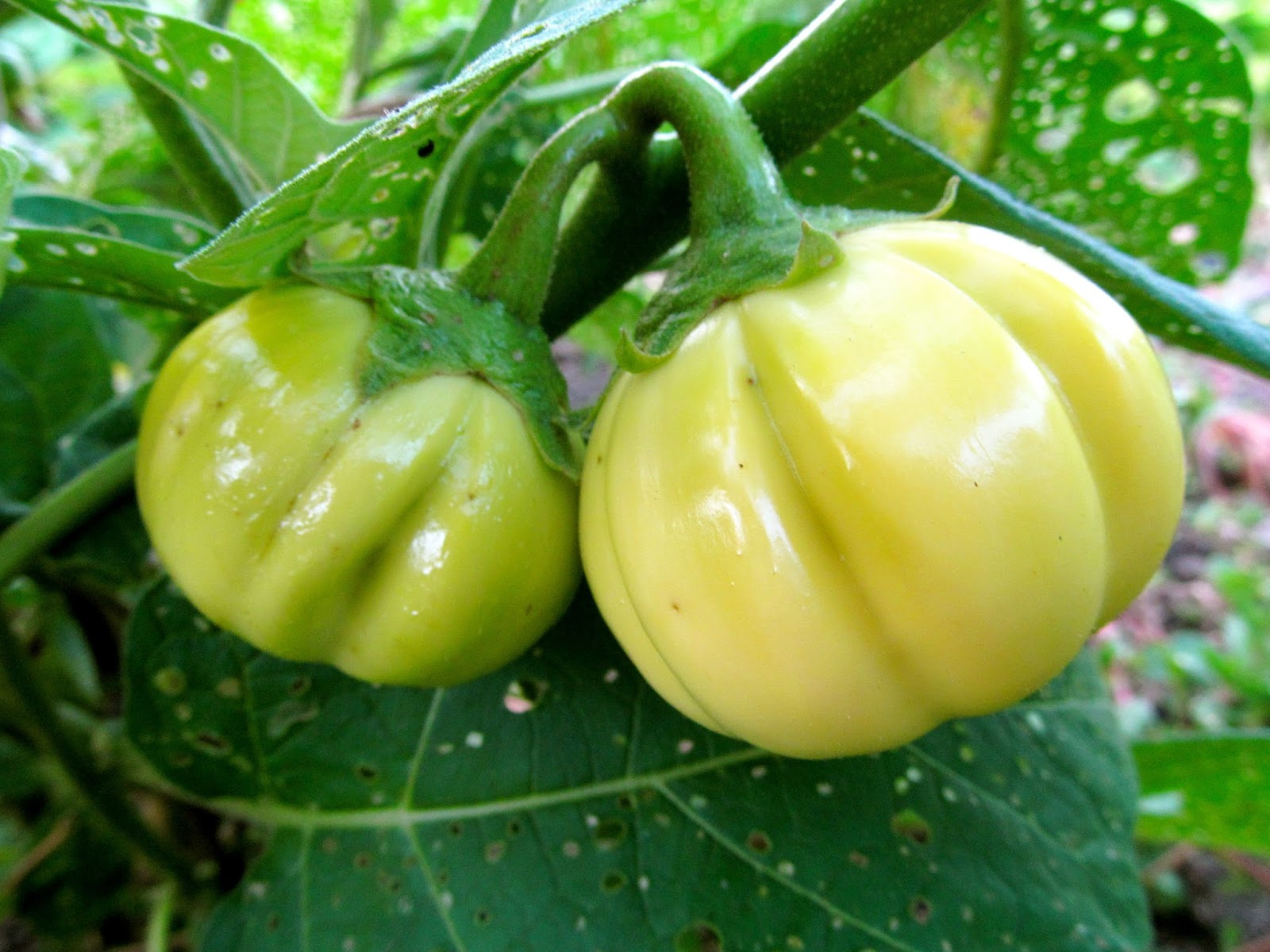 Kilimo cha Nyanya Chungu - MANYAMAJR: