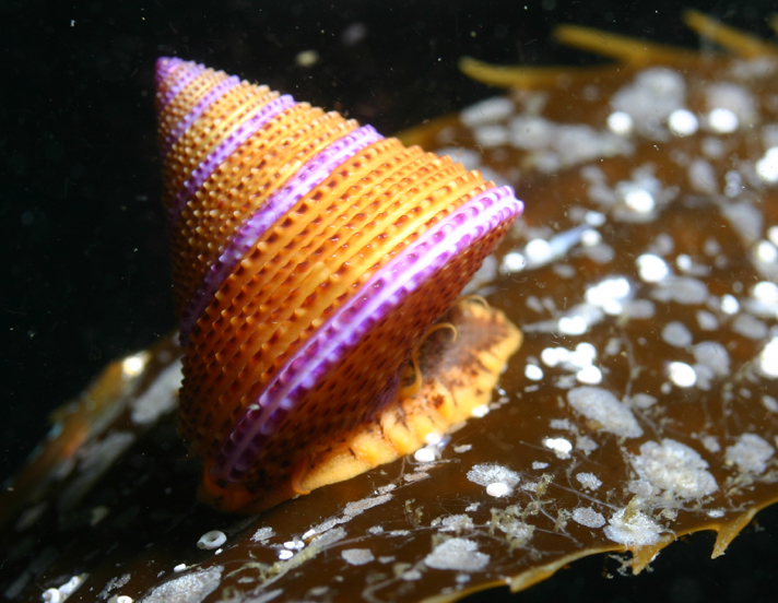Real Monstrosities: Jeweled Top Snail