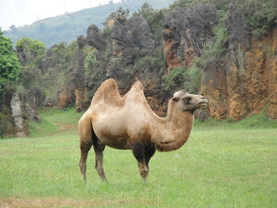 Ahoravoyytelocuento!!...: CABÁRCENO