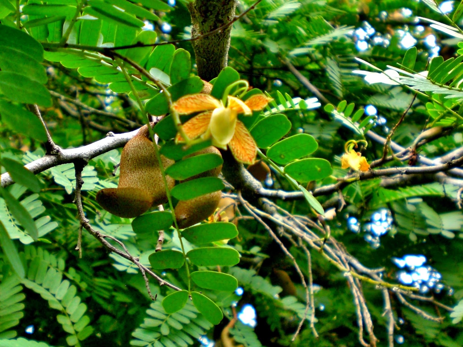 Tamarindus indica | Flores colombia