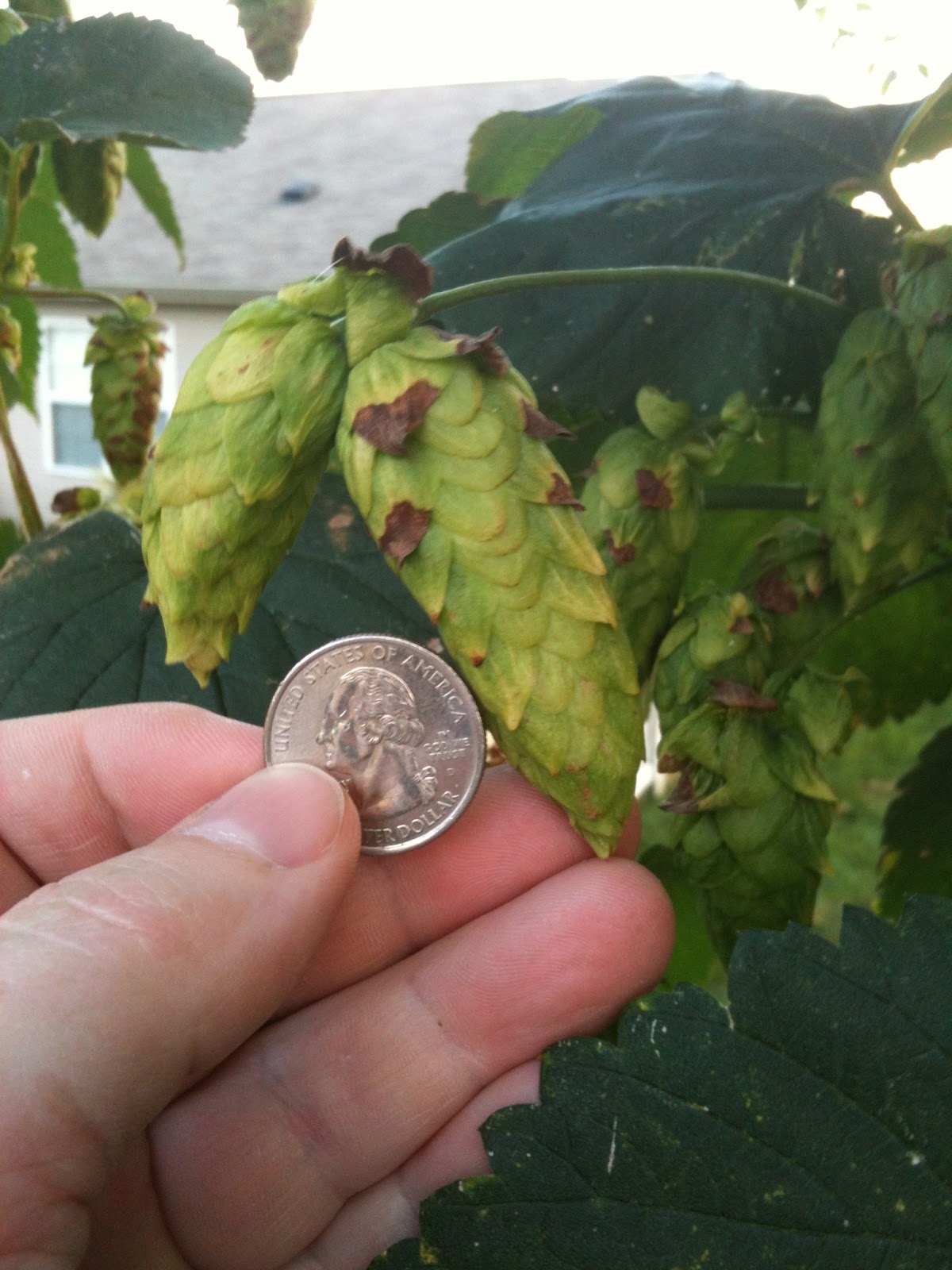Indiana HOPS spot