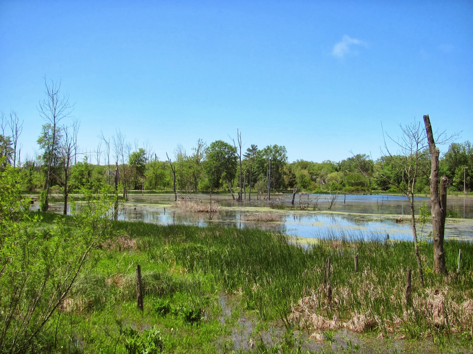 Terri of the Trails: Walking the "Creepy Swamp": the Great Marsh Trail ...
