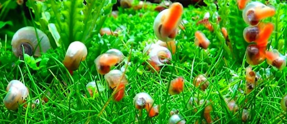 aquascapejuara: Keong Ramshorn, Keong Hama Yang Juga Dibutuhkan Untuk ...