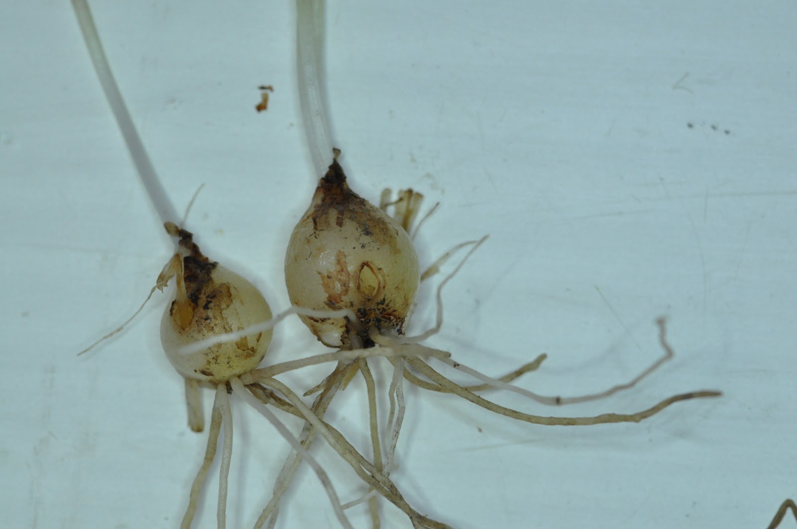 Northern Exposure Gardening: Grass Growing Through my Bulbs