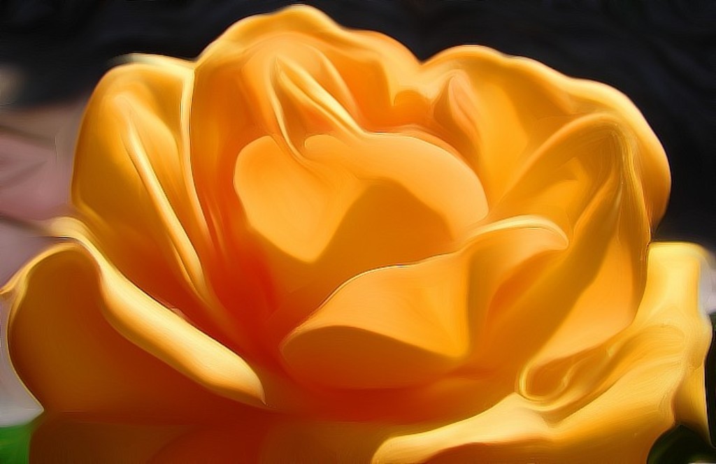 ps-pictureshop: Rose, Roza, hoa hồng, Roses, faqekuq, ruže, roser, roses,