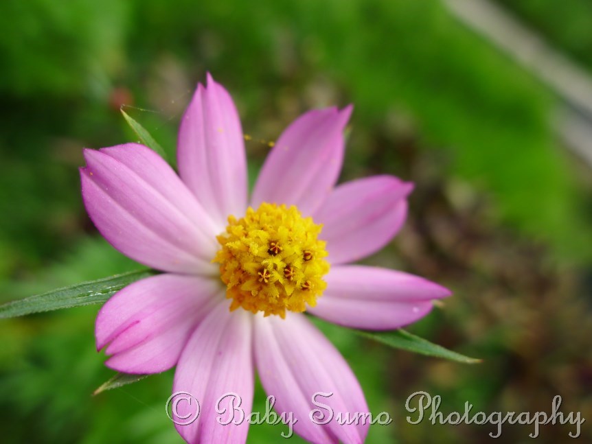 Baby Sumo Photography: Ulam raja flower and beautiful cloudporn - KL ...
