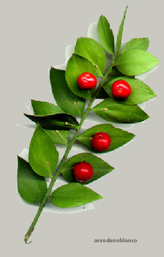 arbustosensevilla-encinarosa: Ruscus aculeatus / Rusco - Ruscus ...