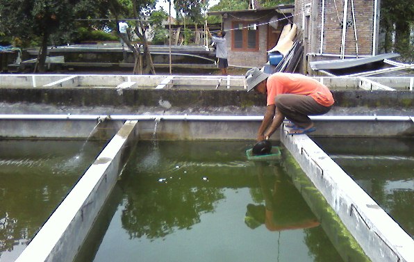 Contoh Proposal Usaha untuk Usaha Perikanan