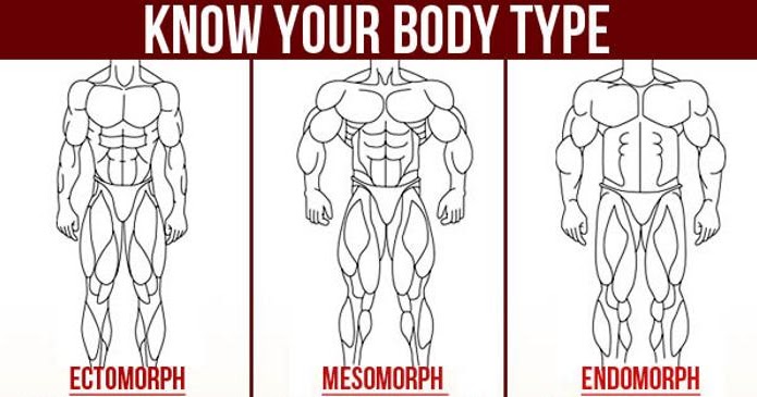 Your Body Type – Ectomorph, Mesomorph or Endomorph? ~ Muscle & Fitness ...