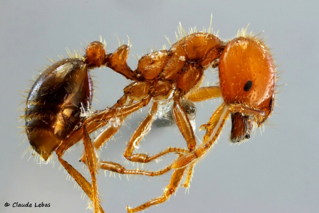 fourmis du Mexique: Pheidole sp 2