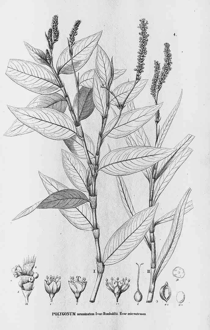 Humedales en Puerto Rico Papo Vives et al: POLYGONUM ACUMINATUM YERBA ...