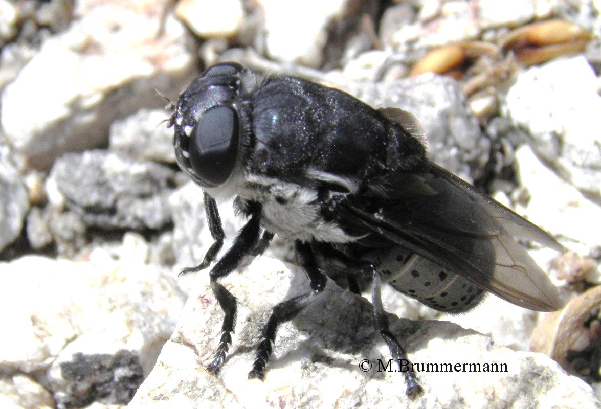 Arizona: Beetles, Bugs, Birds and more: It always pays to watch the ...