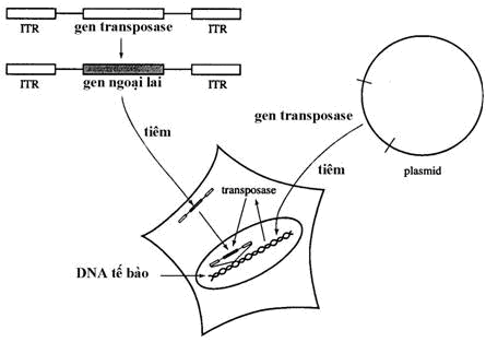 Các Vector chuyển gene dùng ở động vật - Sinh Học Phân Tử