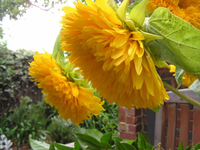 Neesie Natters: Double Headed Sunflowers....