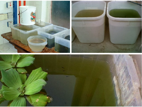 Cara Budidaya Infusoria Untuk Pakan Ikan