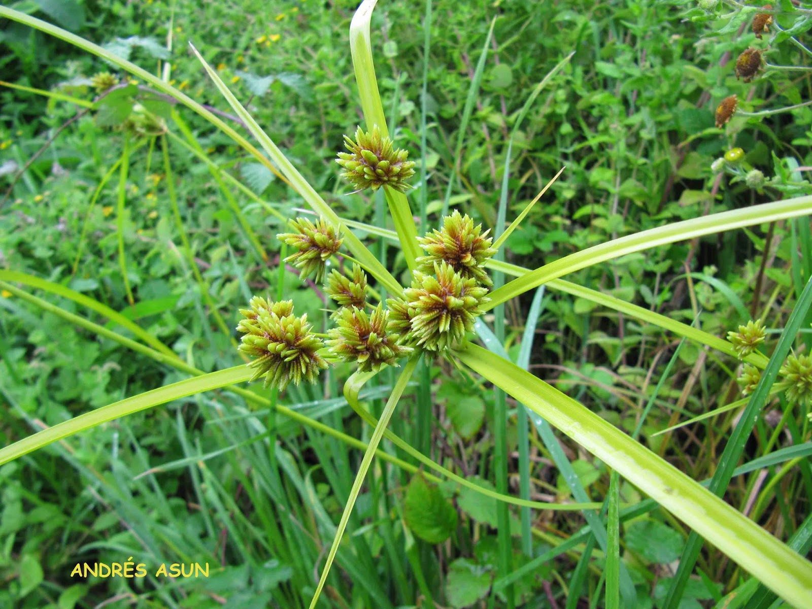 Flores silvestres de la Cordillera Cantábrica: CYPERACEAS - Cyperaceae