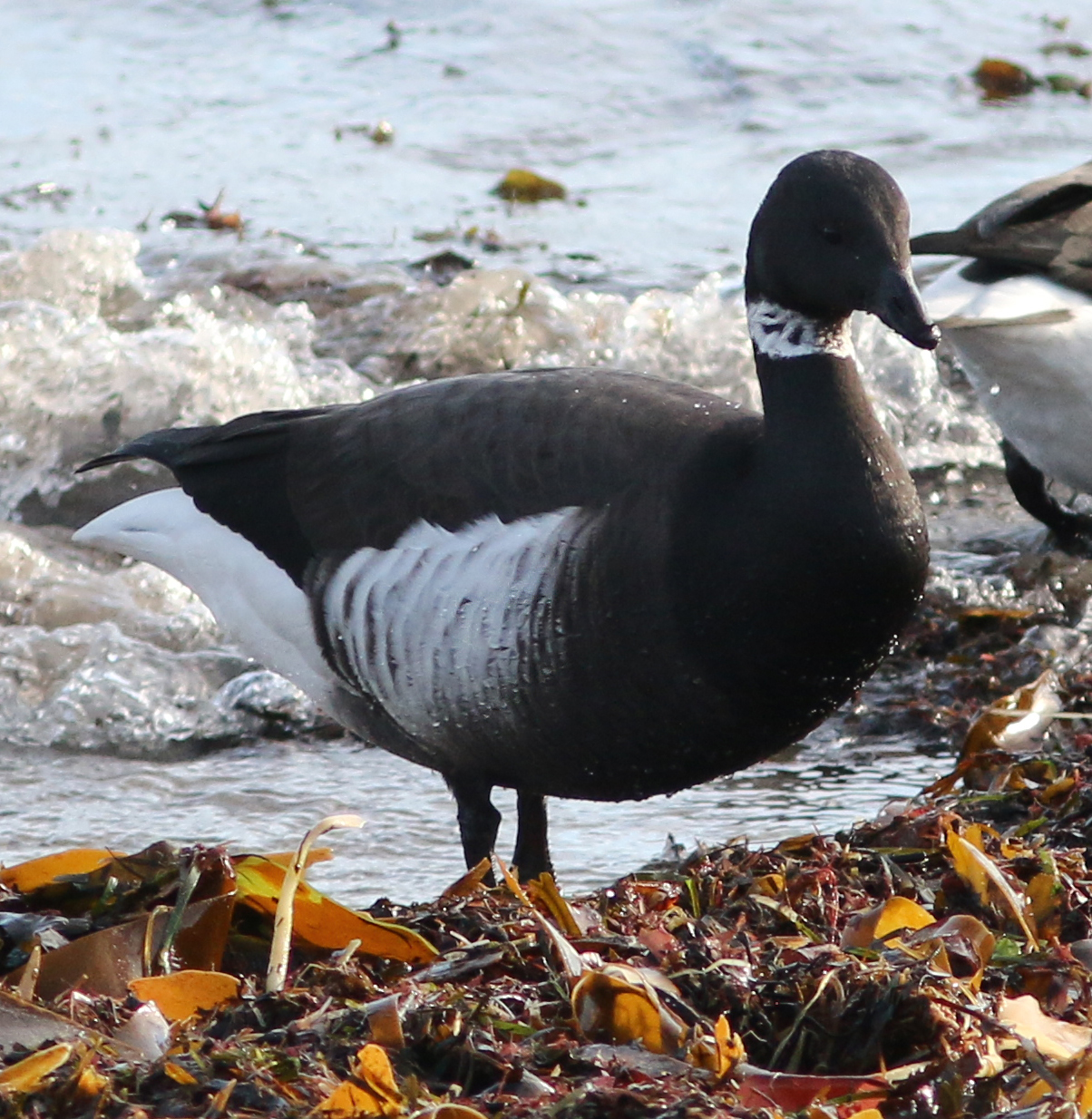 Kerry Birding: Black Brant at Sandy Bay